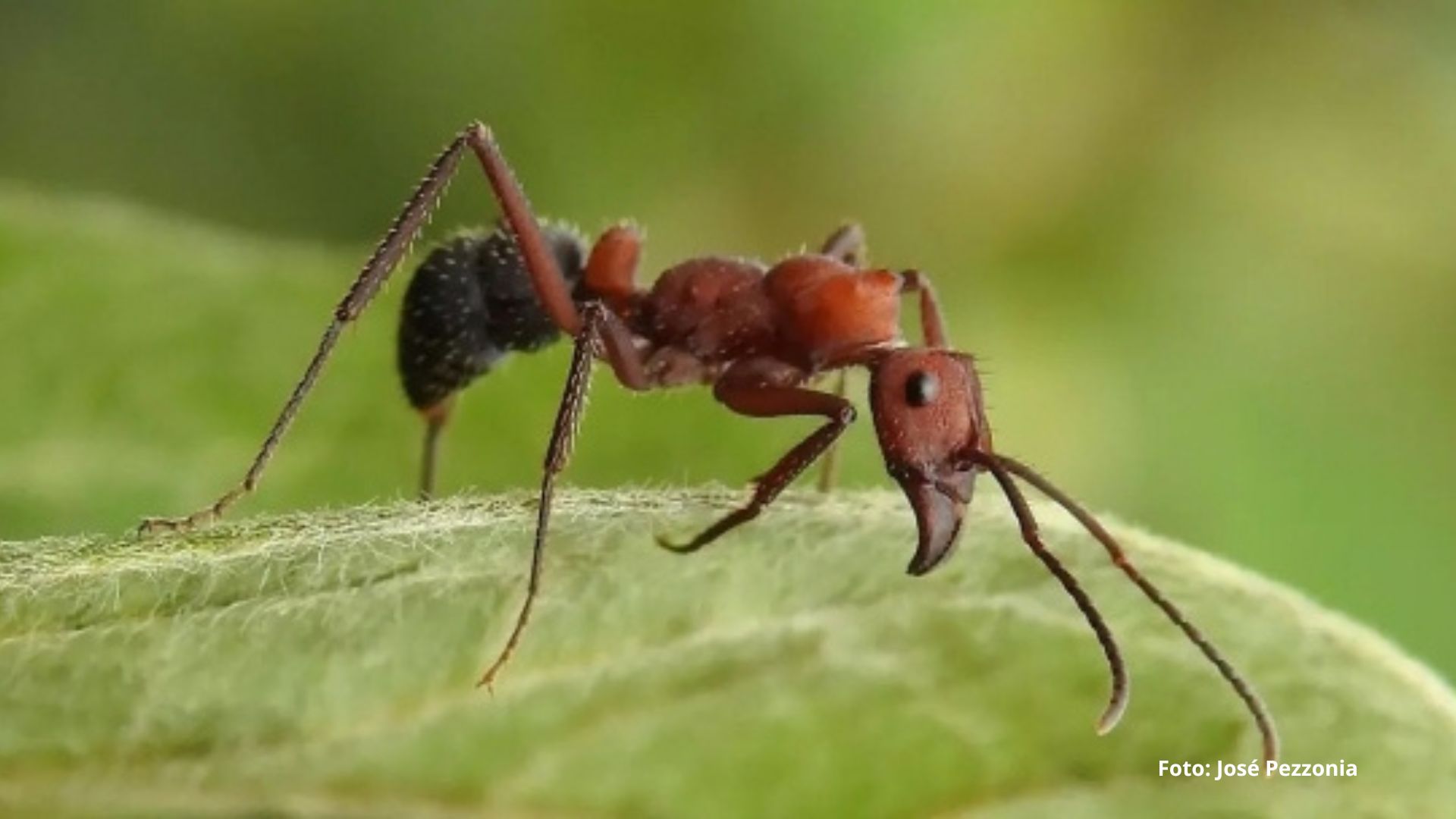Formigas podem ser utilizadas como controle de pragas e proteção ...