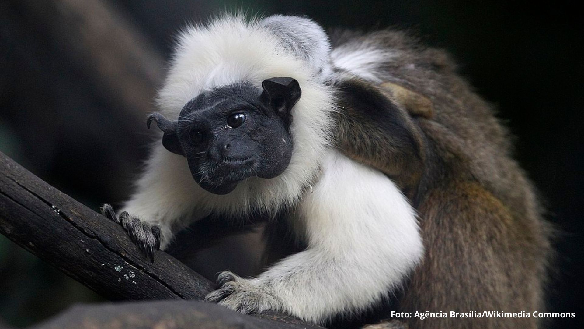 71% das espécies de primatas do mundo têm menor risco de extinção em ...