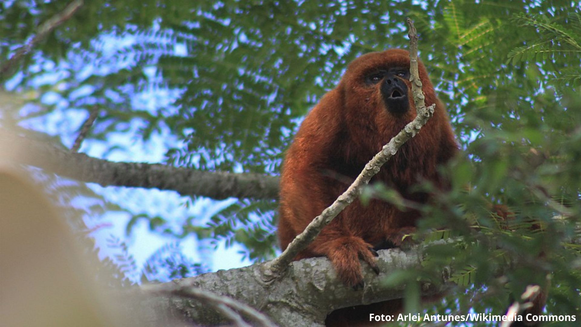 Bugio-ruivo é reintroduzido na natureza após mais de 260 anos de sua ...